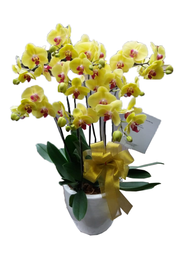 Toko Bunga Anggrek Depok | Layanan 24Jam | Gratis Ongkir