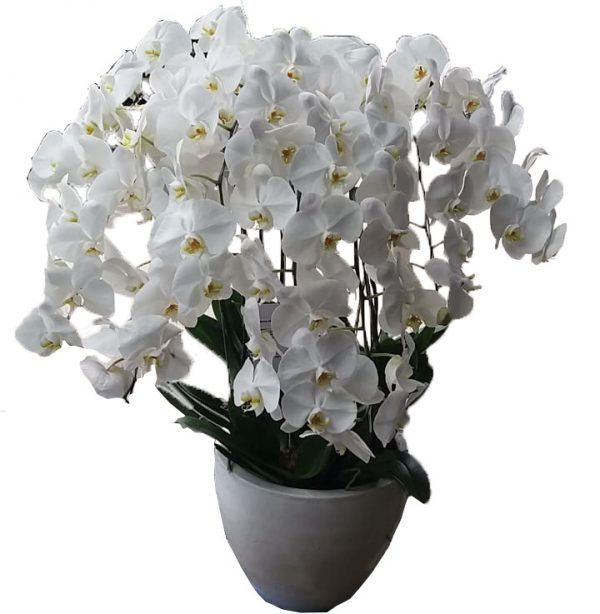 Toko Bunga Anggrek Online Harga Termurah | online 24 jam | Free Ongkir