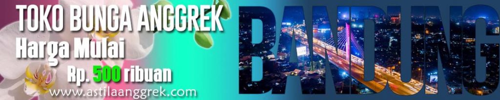 Toko Bunga Anggrek Bandung | Layanan 24 jam | Astila Anggrek online